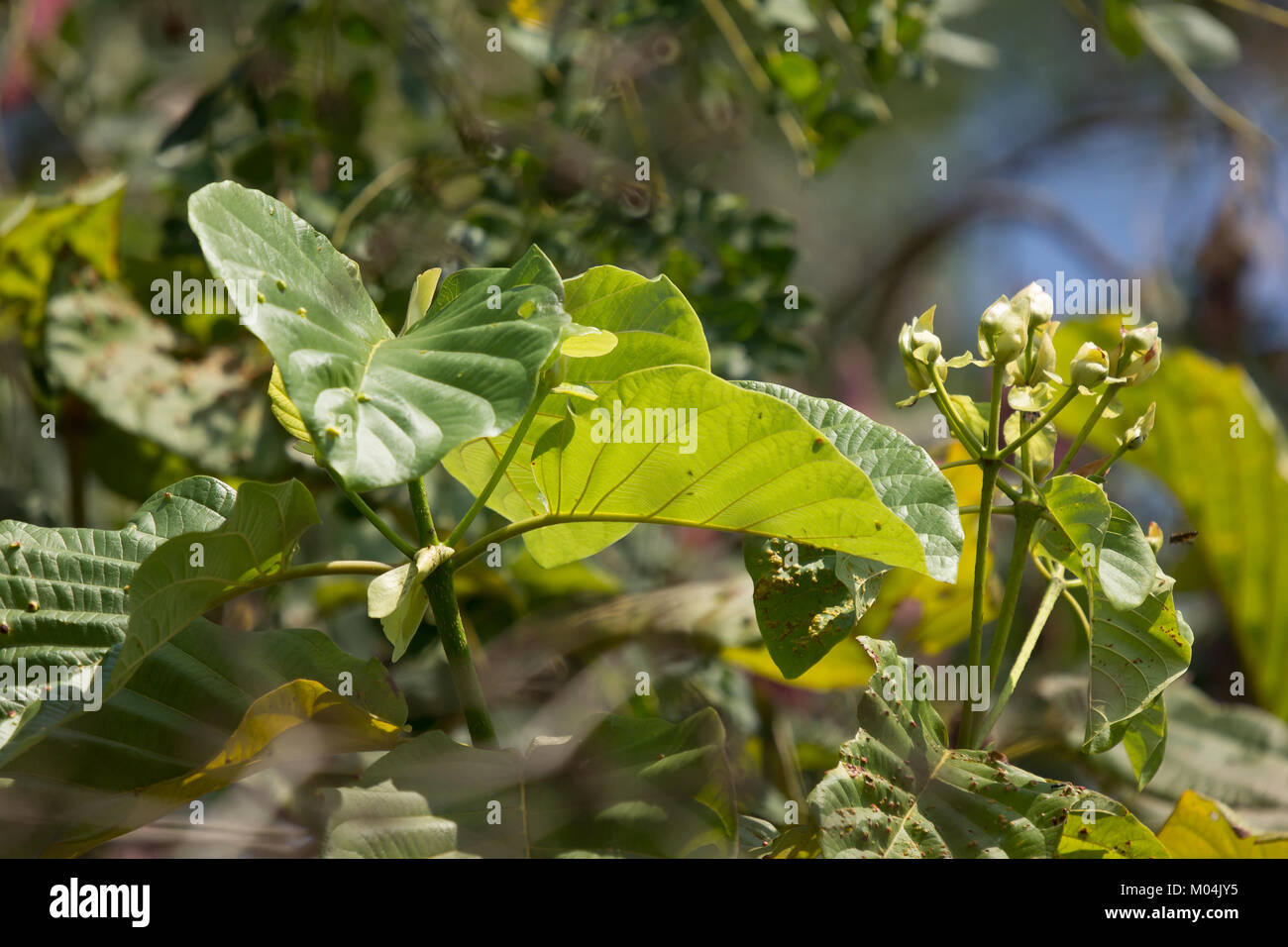 Close up white and yellow flower of teak tree Stock Photo - Alamy