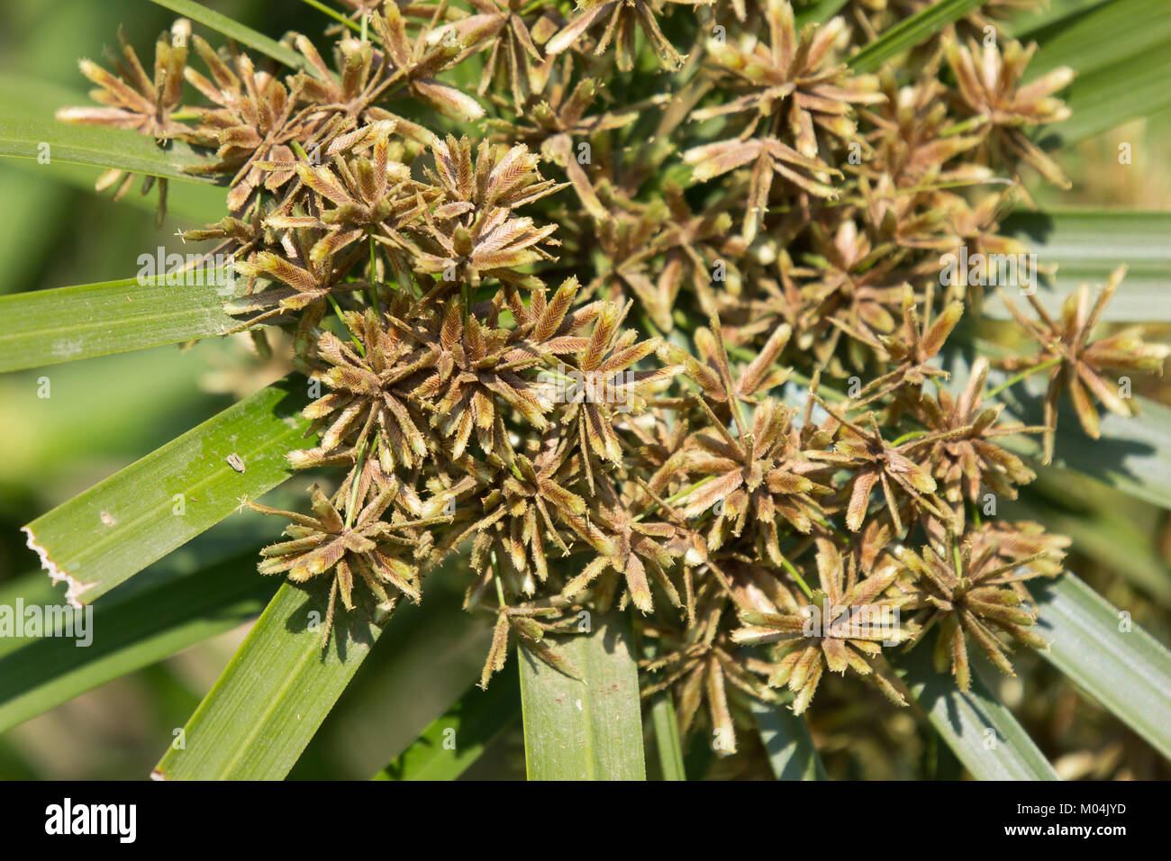 Papyrus tree hi-res stock photography and images - Alamy