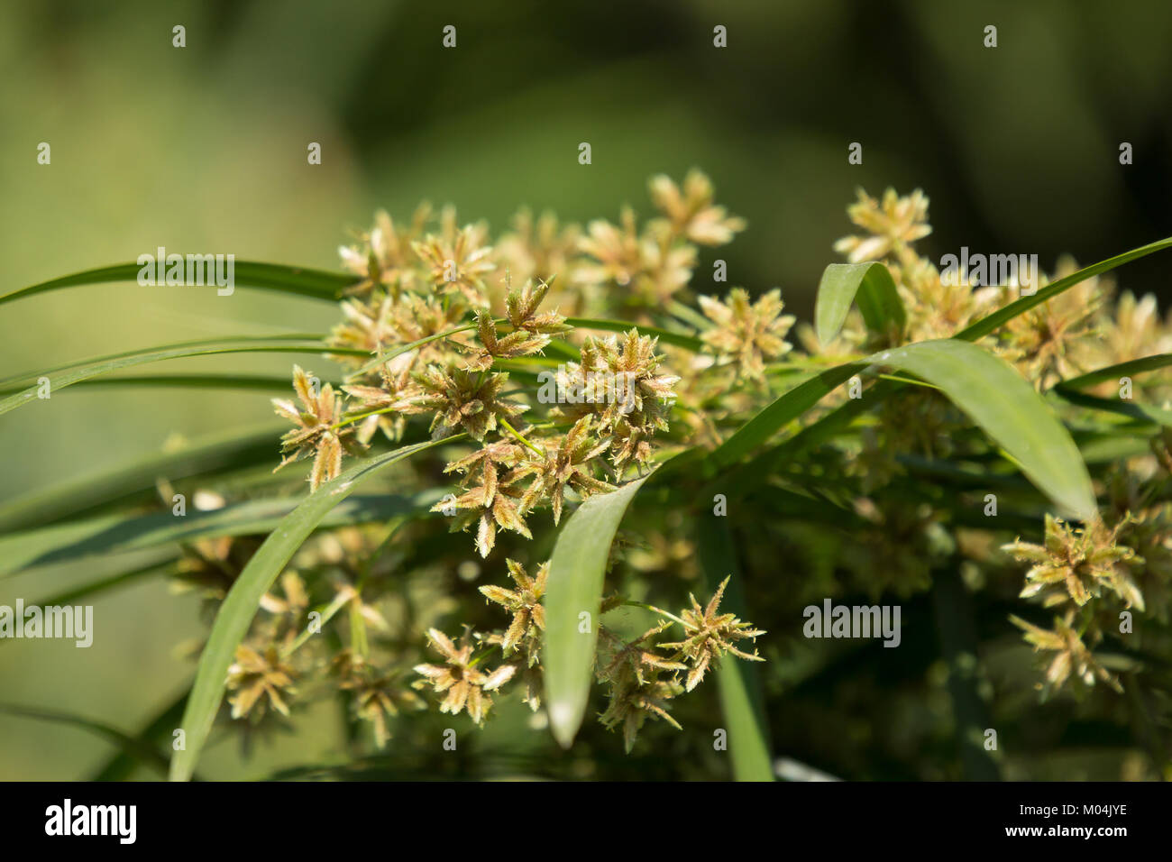Papyrus tree hi-res stock photography and images - Alamy