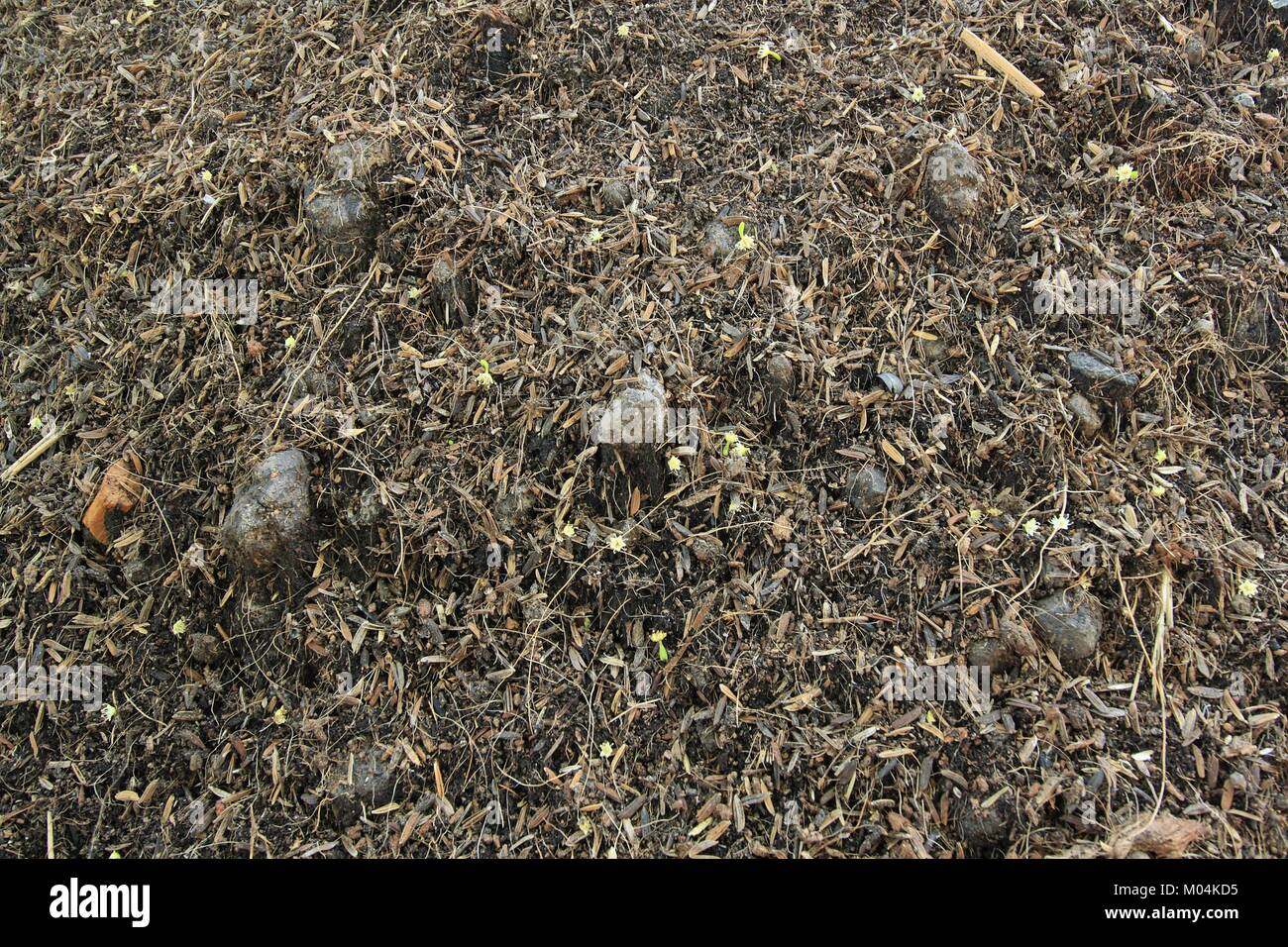 Mulching with dry grass hi-res stock photography and images - Alamy