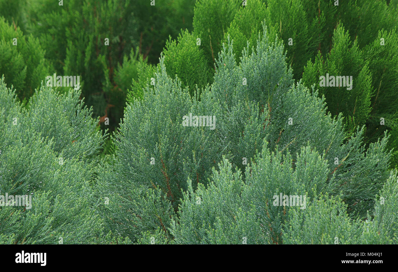 pine leaves of nature , pine texture background Stock Photo - Alamy