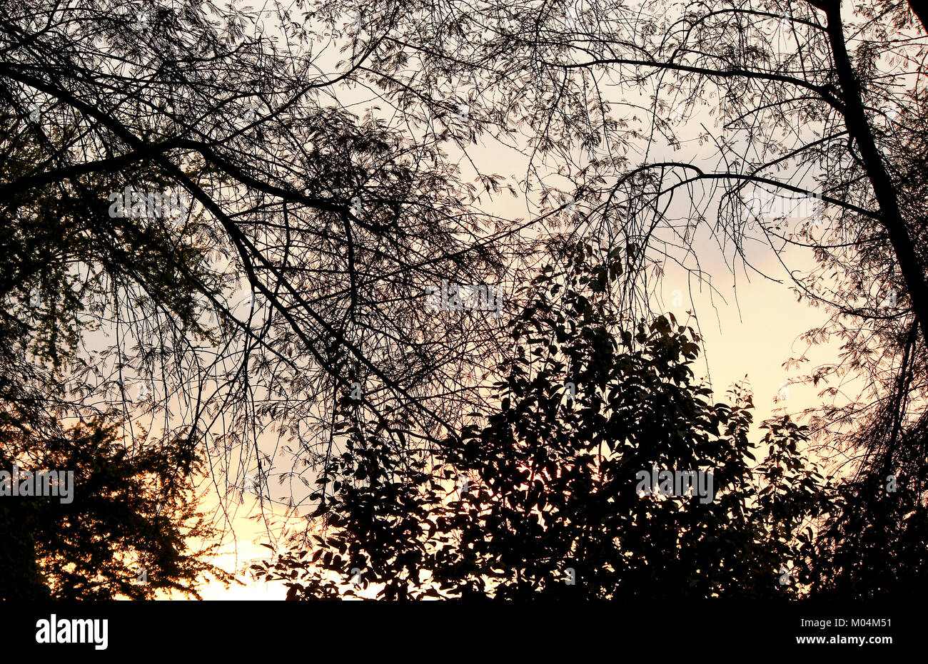 dark tree abstract background Stock Photo - Alamy