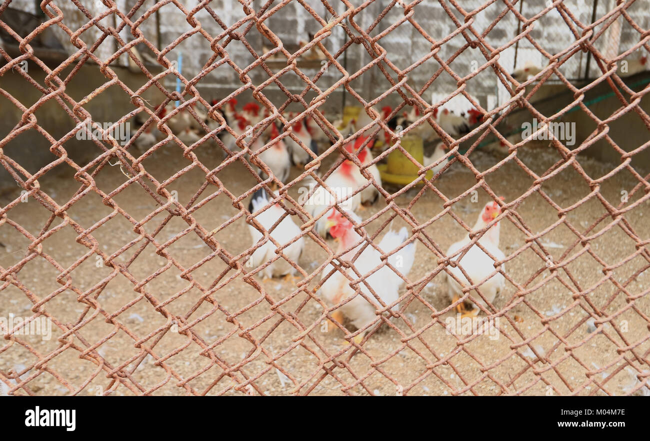 Rusty steel net wire mesh fence, Close up and selective focus Stock ...