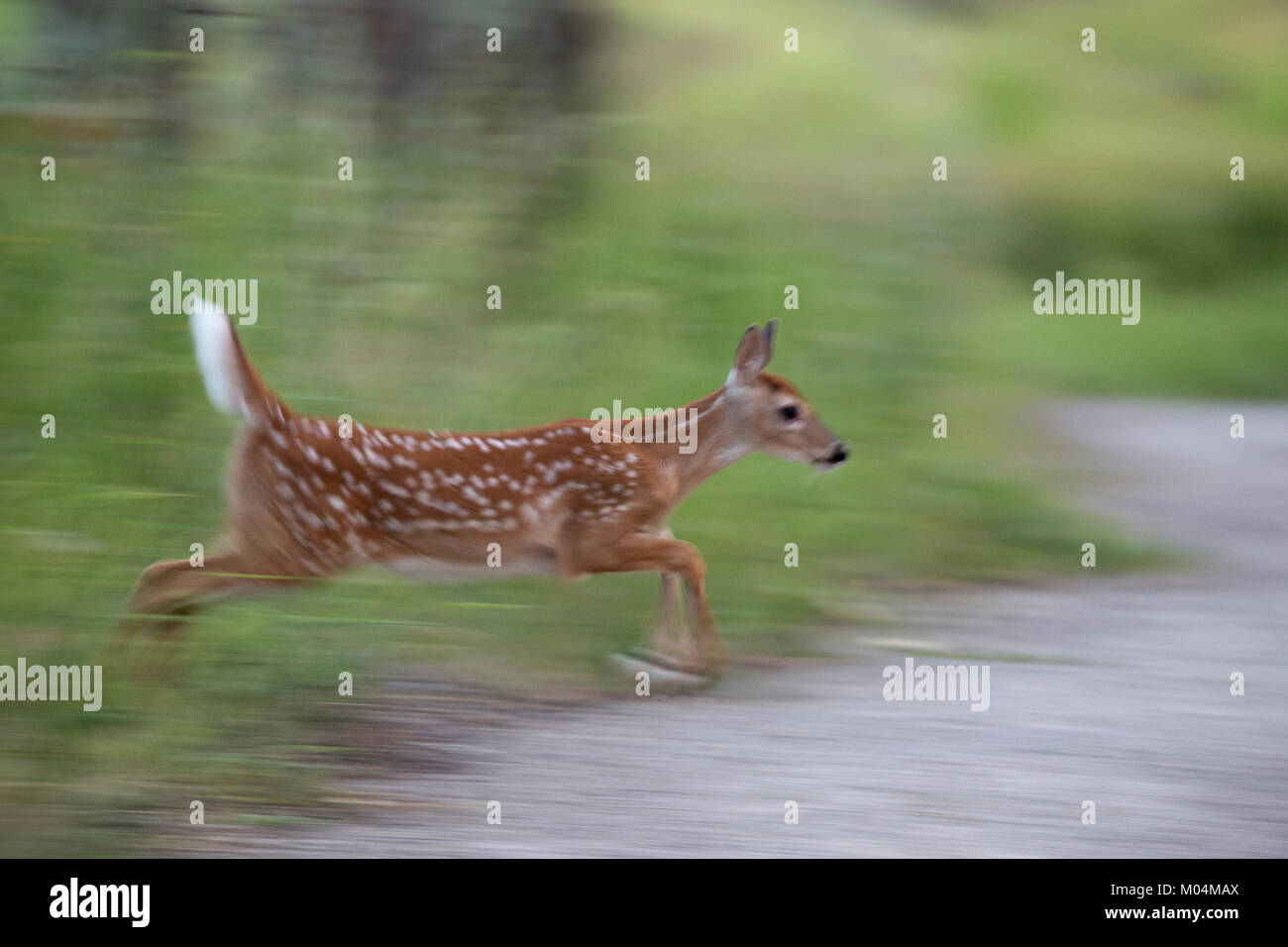 Running deer hi-res stock photography and images - Alamy