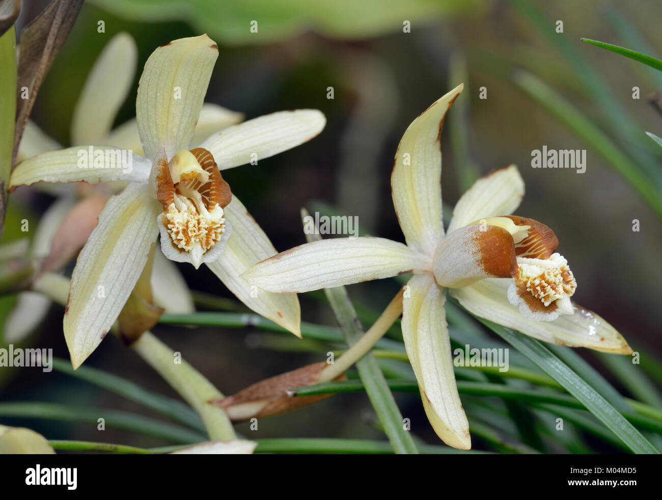 Coelogyne orchid hi-res stock photography and images - Alamy
