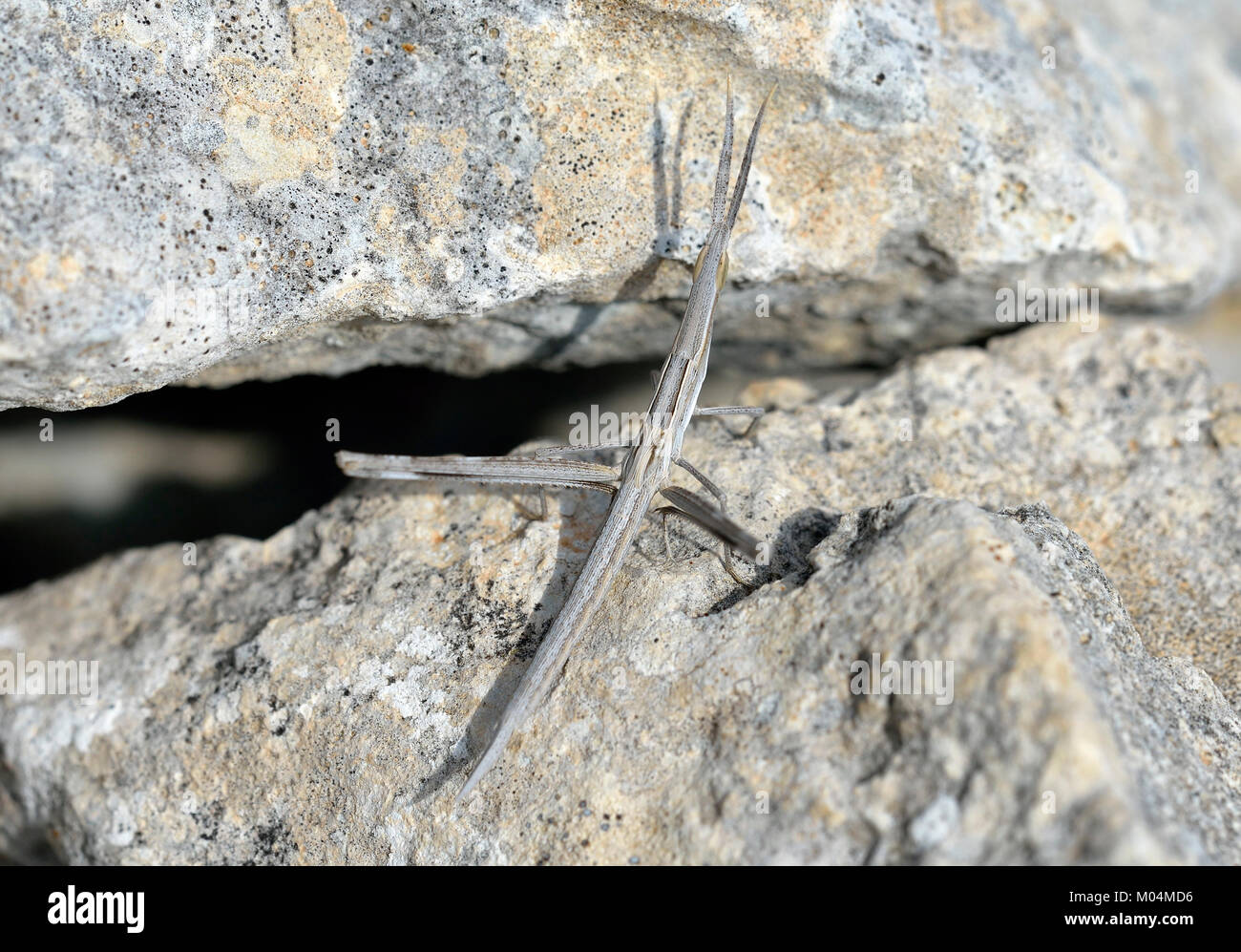 Cricket brown hi-res stock photography and images - Alamy