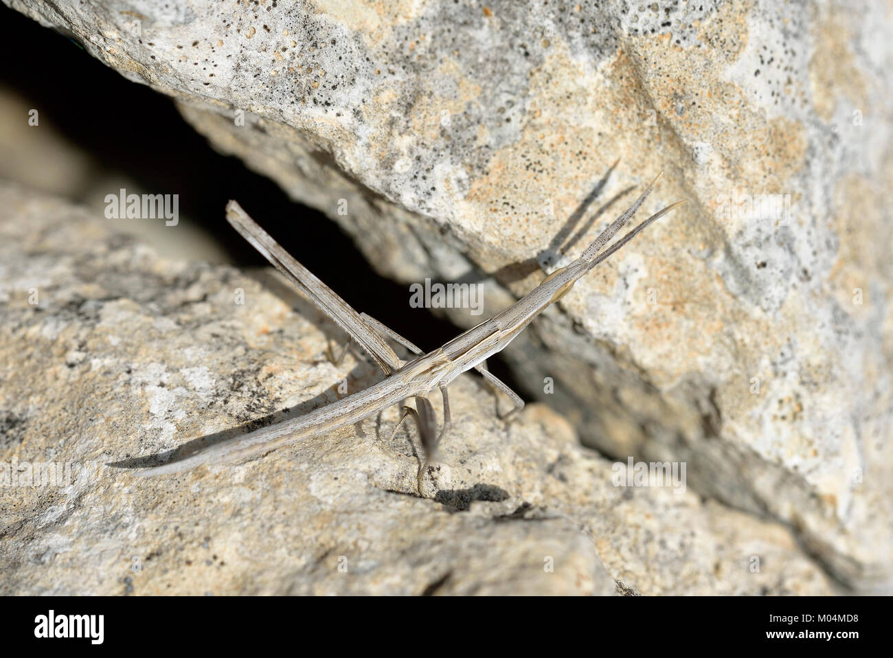 Stick-insect Cricket - Acrida ungarica Brown Form Nymph Stock Photo - Alamy