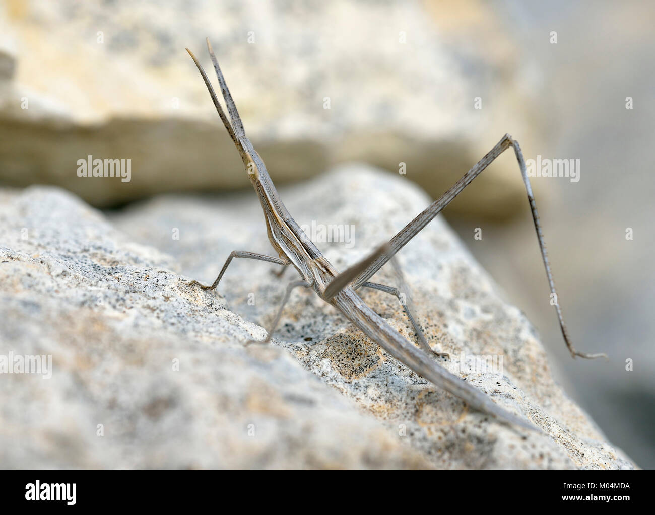 Stick-insect Cricket - Acrida ungarica Brown Form Nymph Stock Photo - Alamy