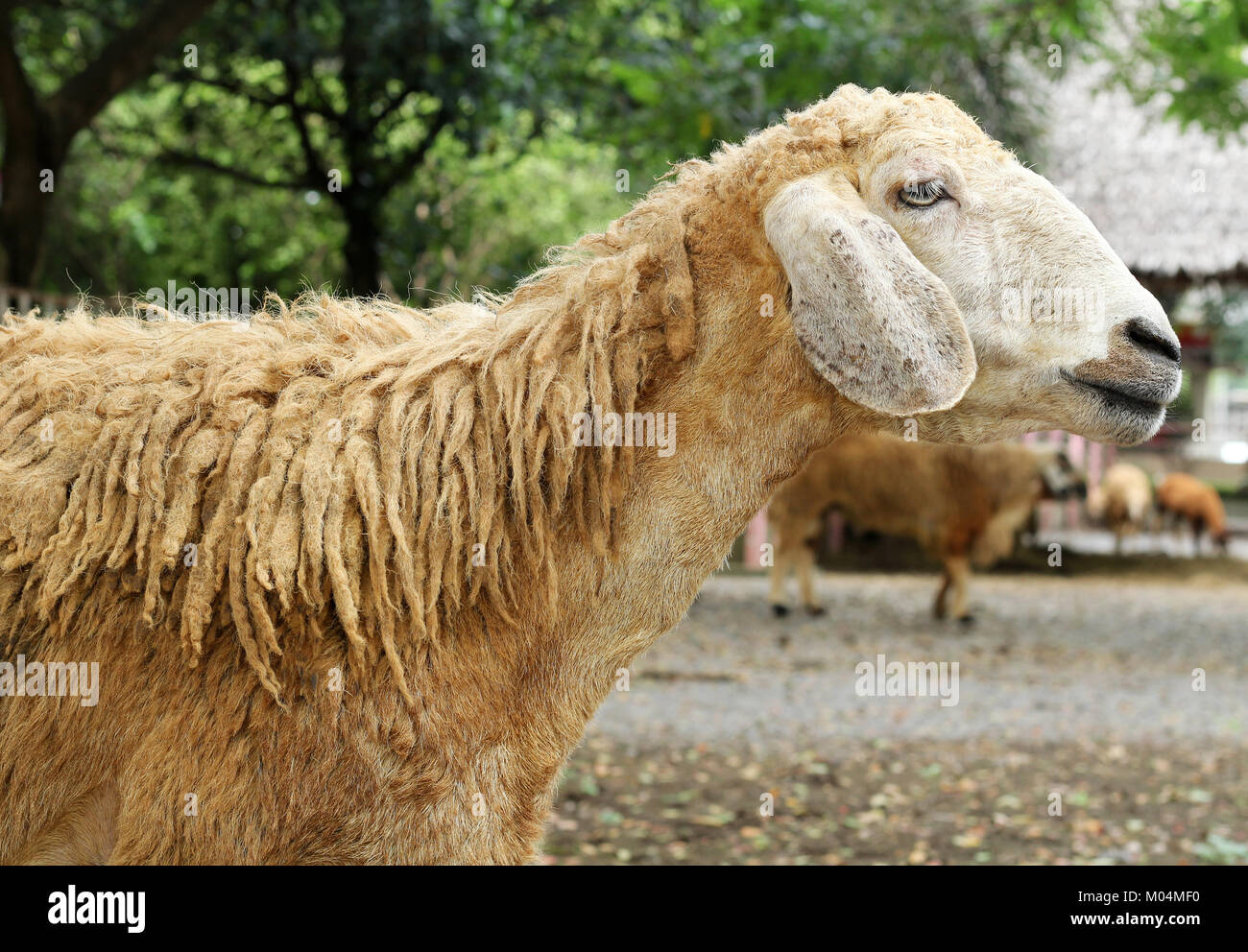 Sheep in nature Stock Photo - Alamy