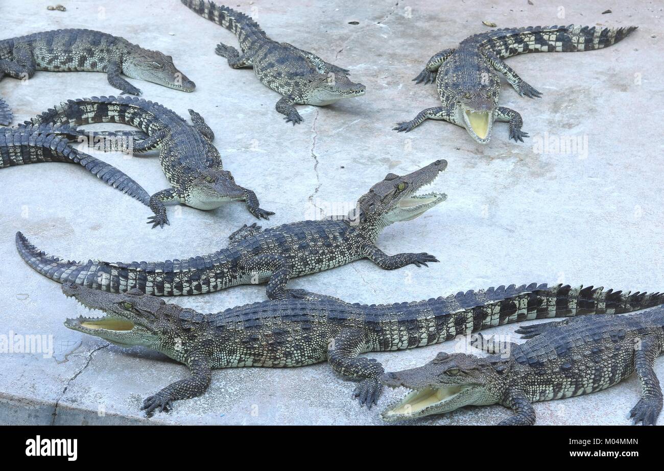 Crocodiles Resting at Crocodile Farm in Thailand Stock Photo - Alamy
