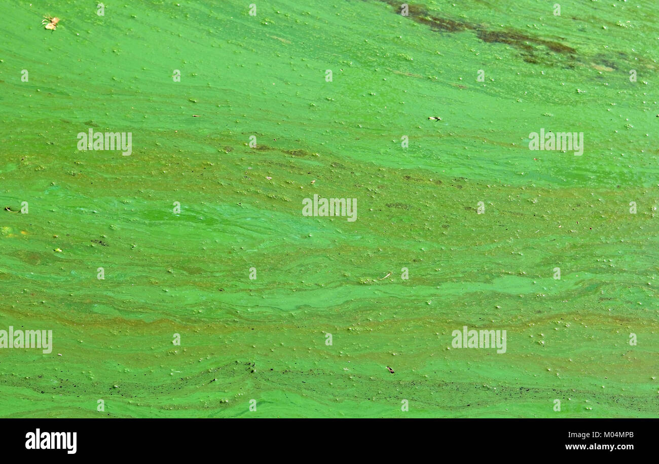 Swamp texture hi-res stock photography and images - Alamy