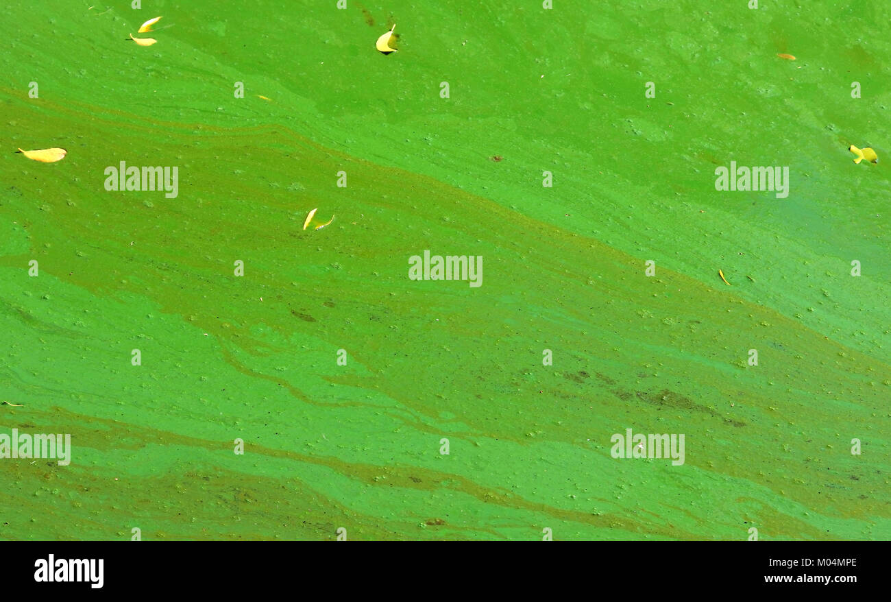 Slimy rock texture hi-res stock photography and images - Alamy