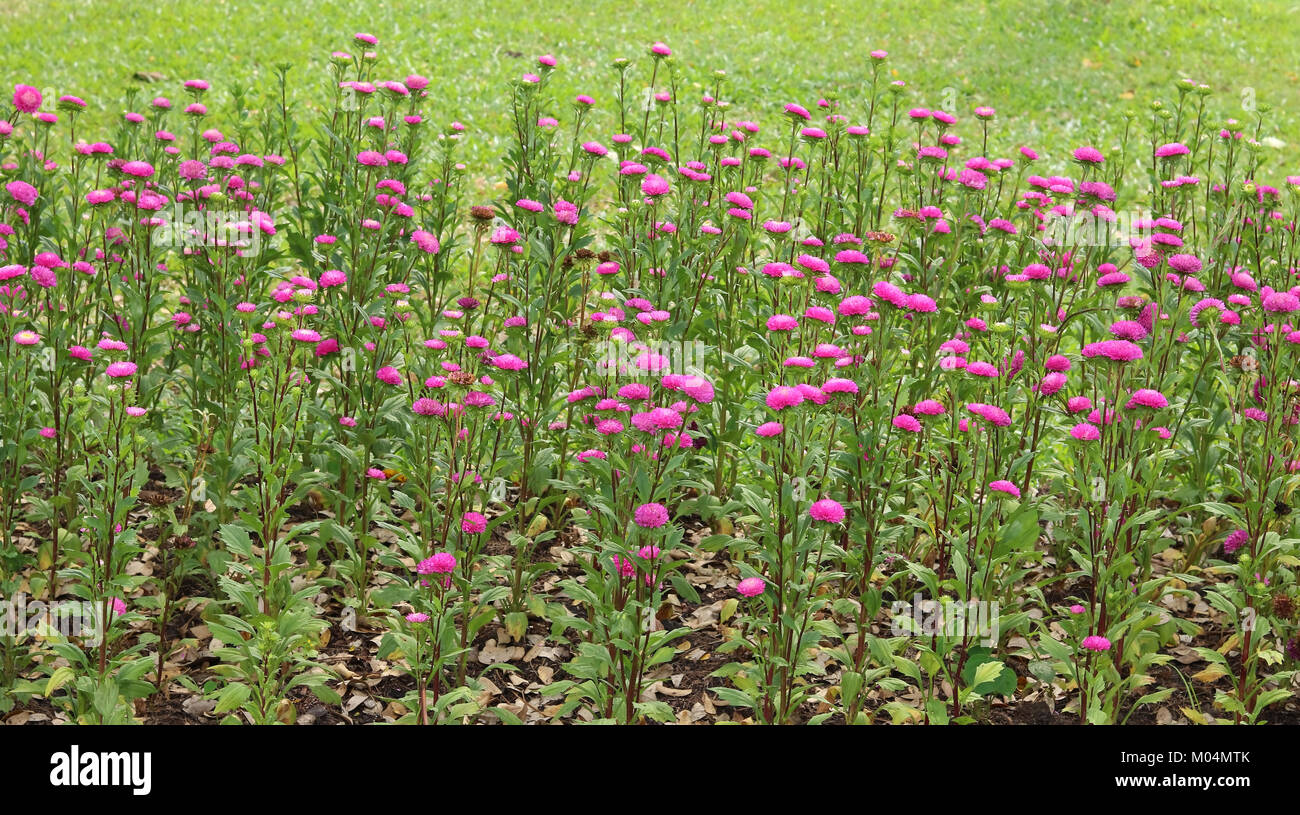 sweet pink flower background Stock Photo - Alamy