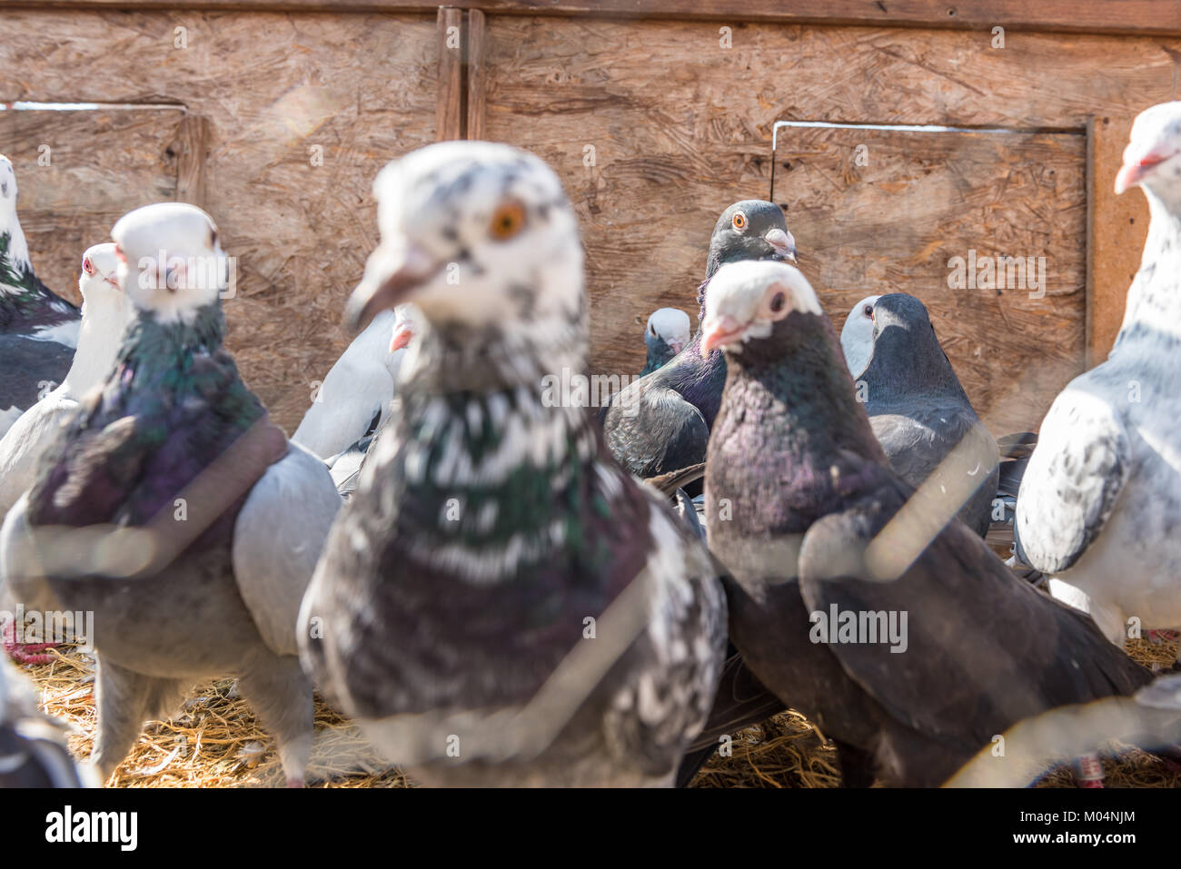 Live pigeons kept in cages and exhibited for sale at Pigeon Bazaar in ...
