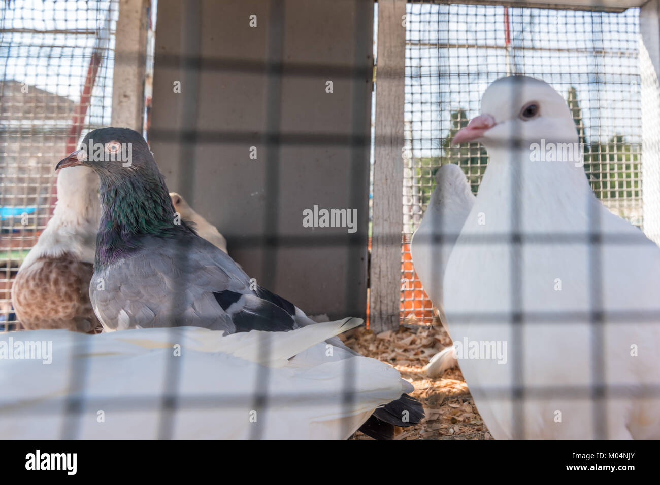 Live pigeons kept in cages and exhibited for sale at Pigeon Bazaar in ...