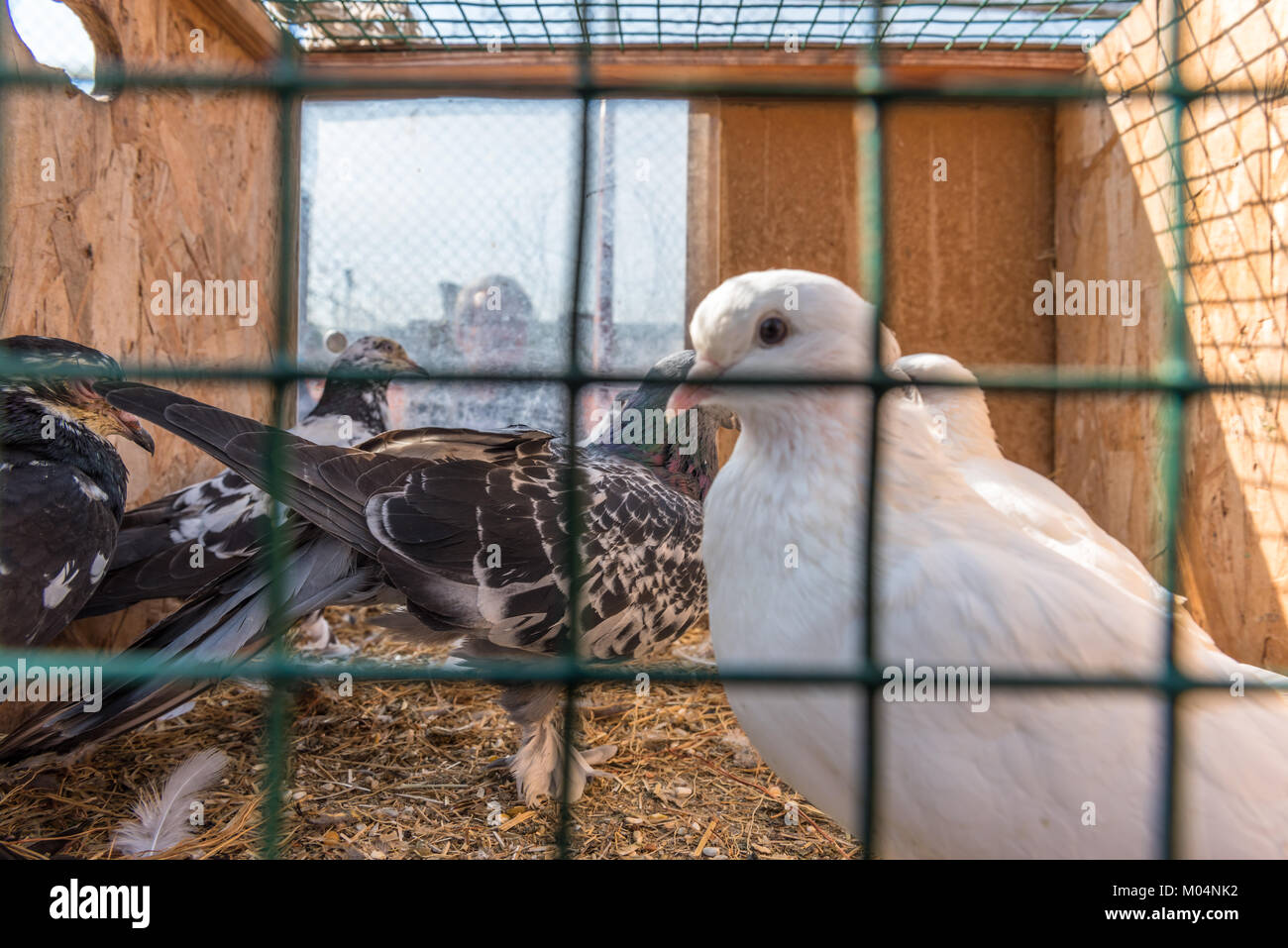 Live pigeons kept in cages and exhibited for sale at Pigeon Bazaar in ...