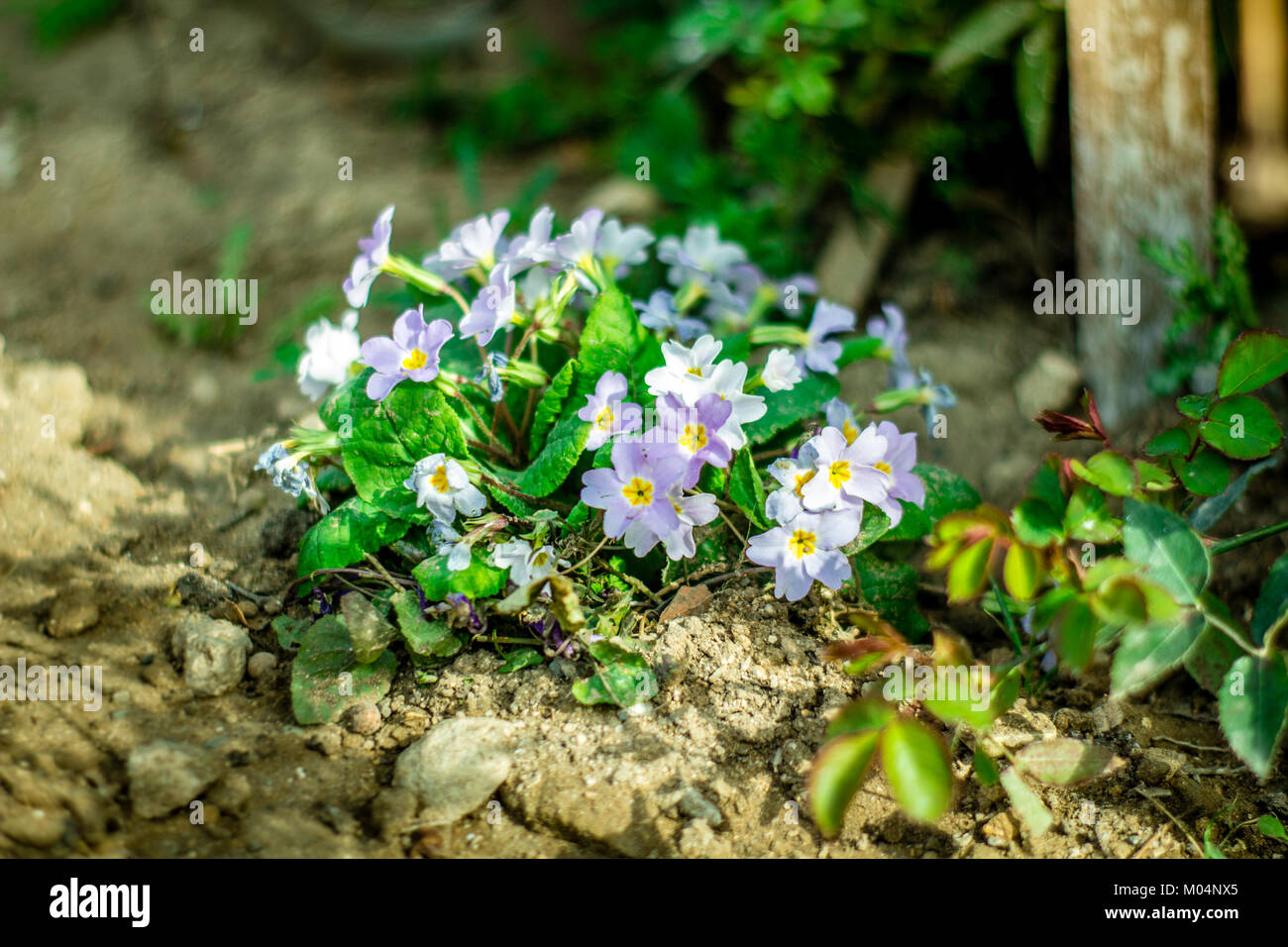 Beautiful wild violets blooming hi-res stock photography and images - Alamy