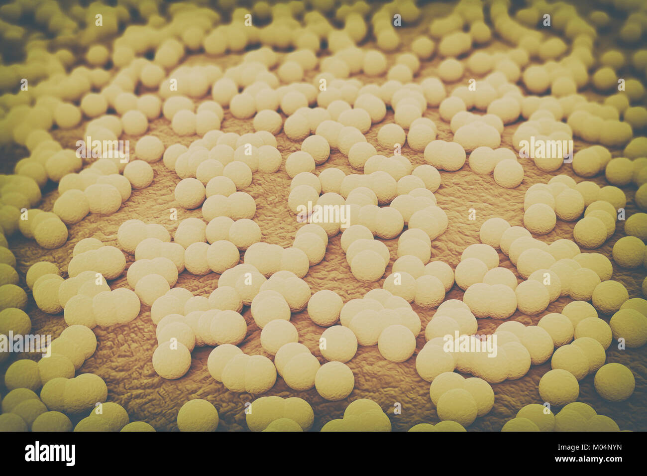 Staphylococcus aureus infection hi-res stock photography and images - Alamy