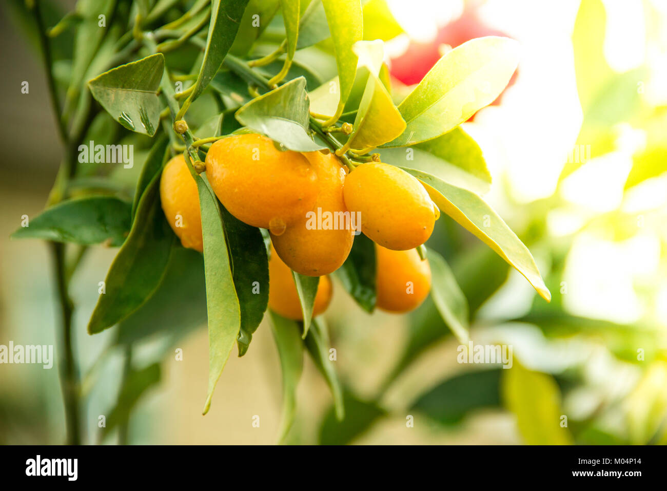 Chinese fruit tree hi-res stock photography and images - Alamy