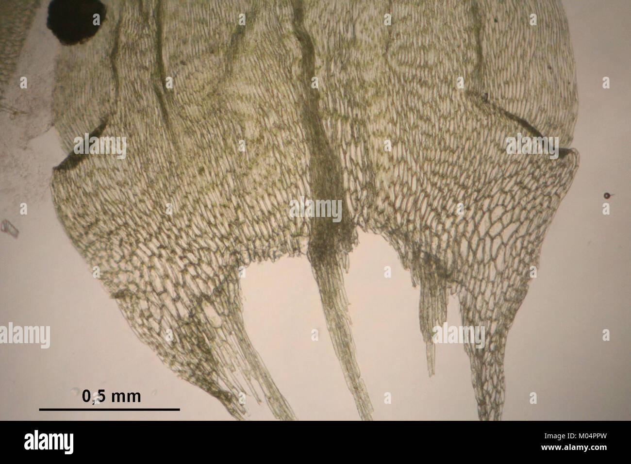 Brachythecium rivulare hi-res stock photography and images - Alamy