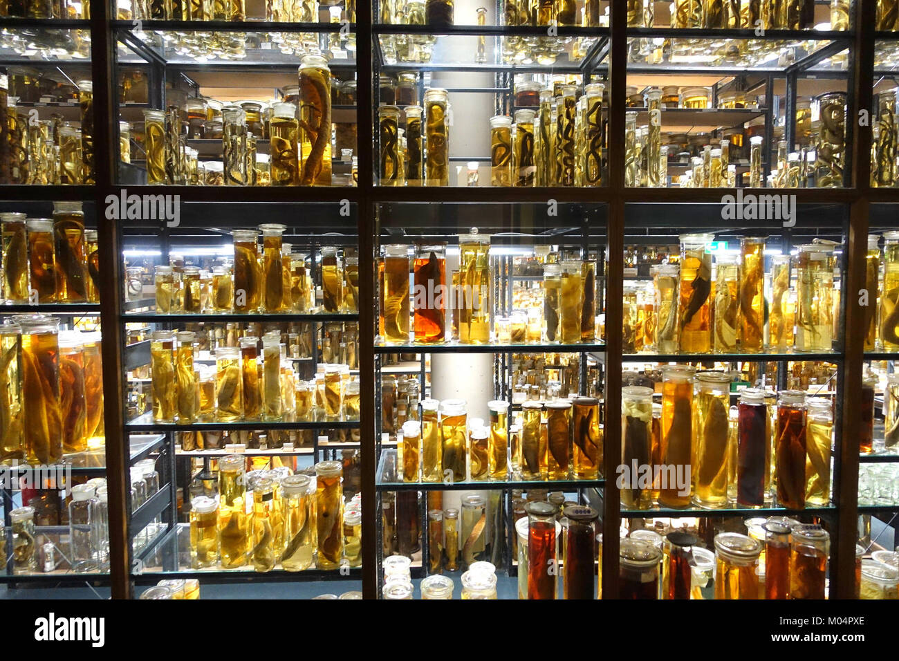 A display of preserved specimens in bottles at the Museum fÃ¼r ...