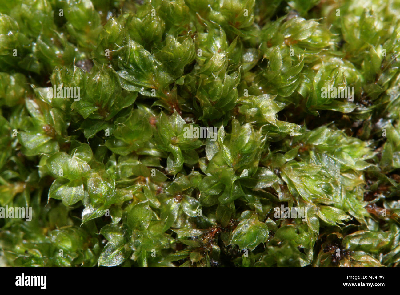 Species are some bryophytes hi-res stock photography and images - Alamy