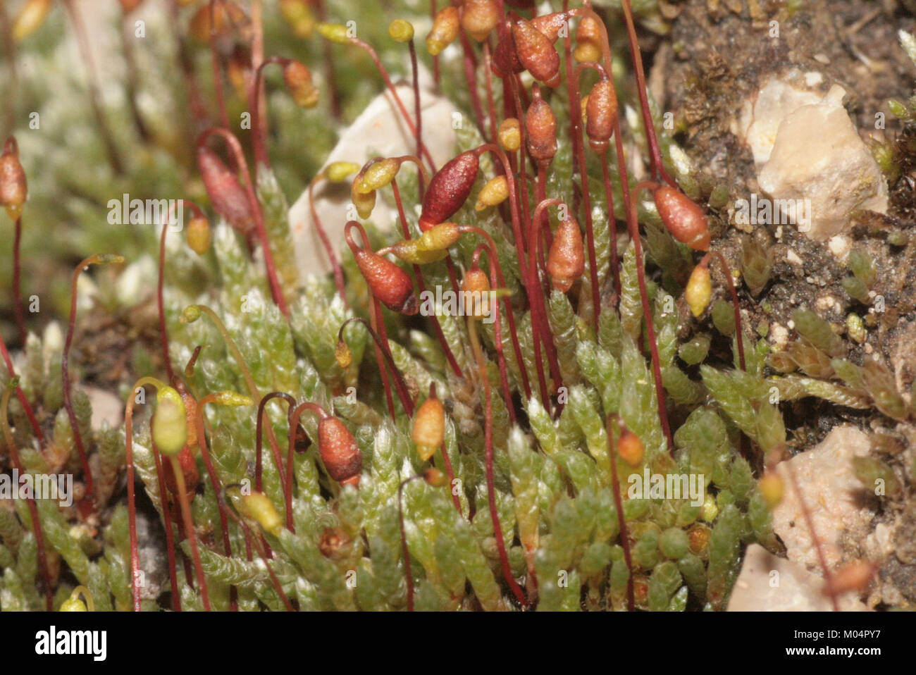 Silver moss bryum argenteum hi-res stock photography and images - Alamy