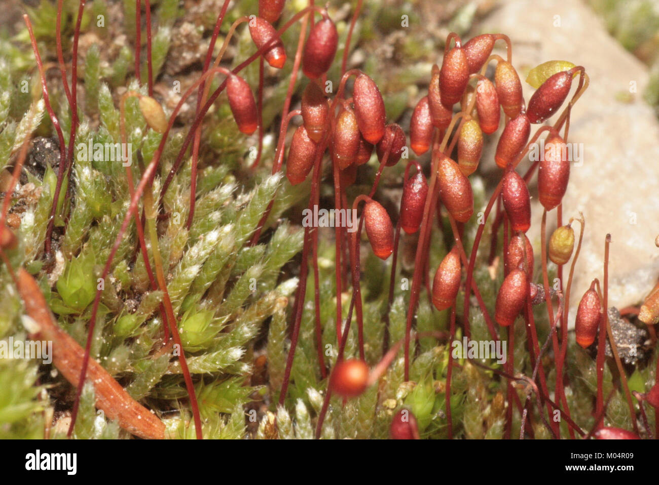 Silver moss bryum argenteum hi-res stock photography and images - Alamy