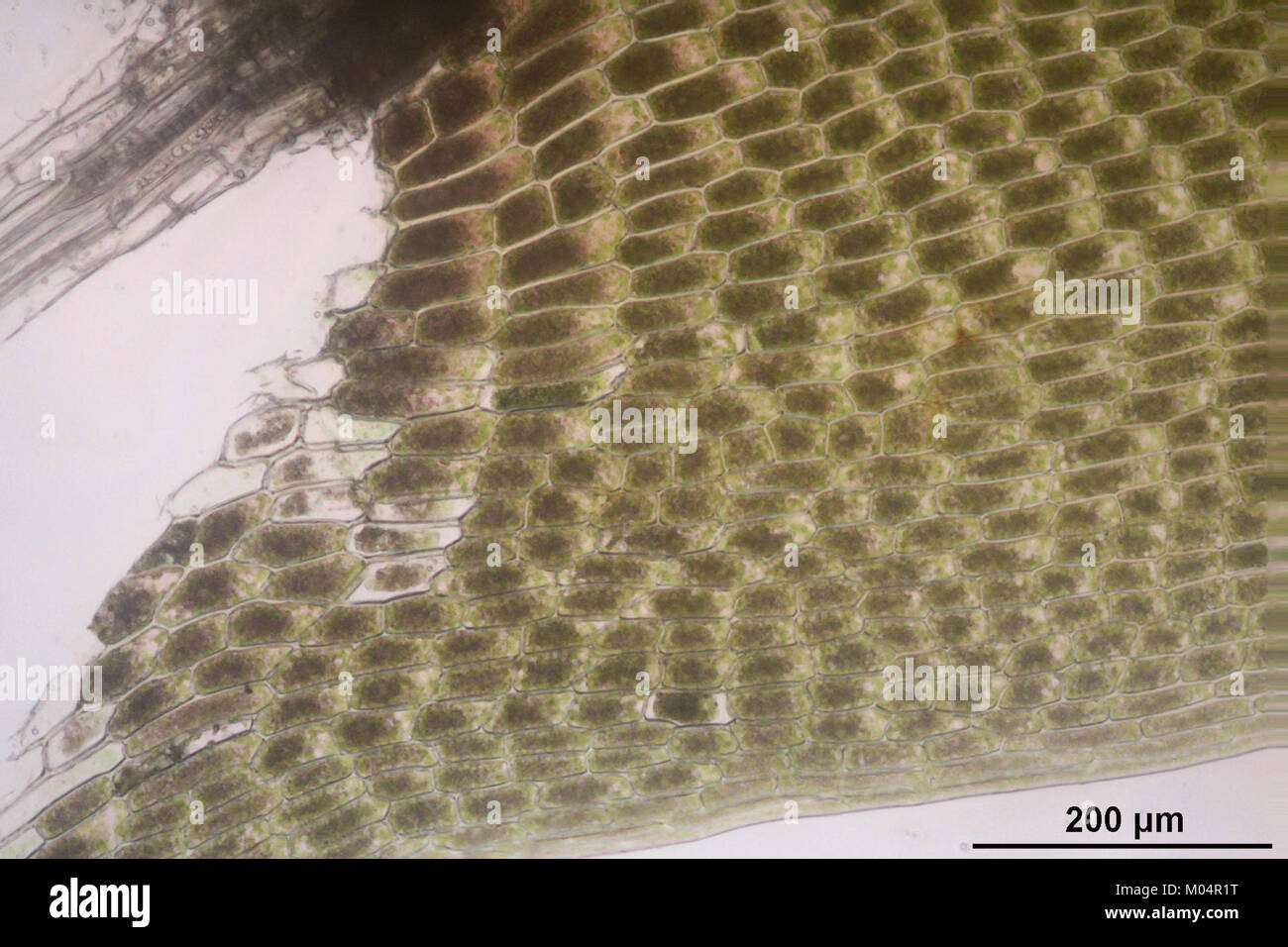 Bryum weigelii is a species of moss within the Bryaceae family ...