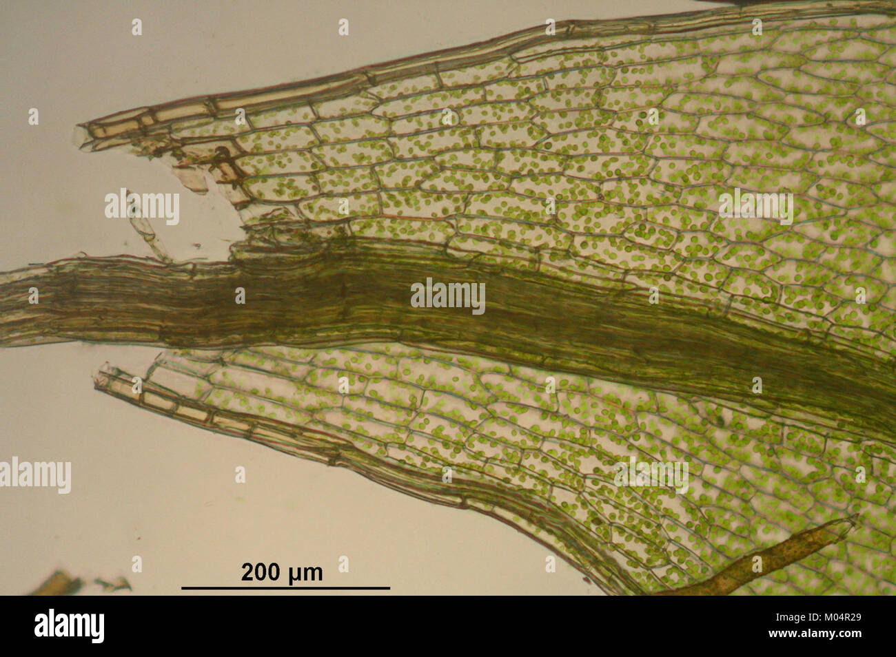 This image shows Bryum moravicum, a species of moss, identified by its ...