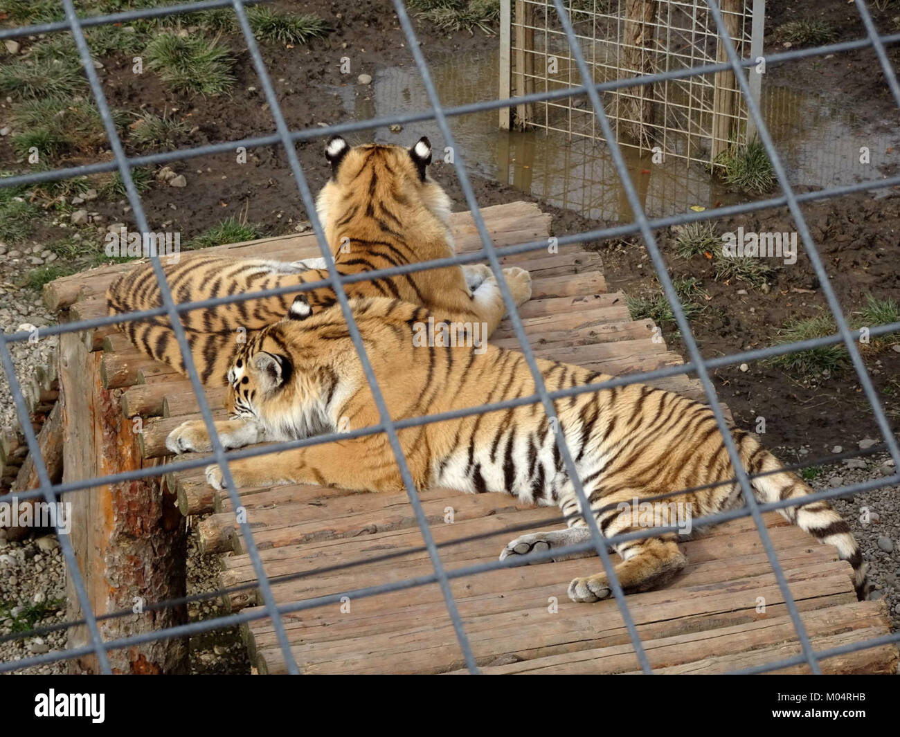 Popular zoo attractions hi-res stock photography and images - Alamy