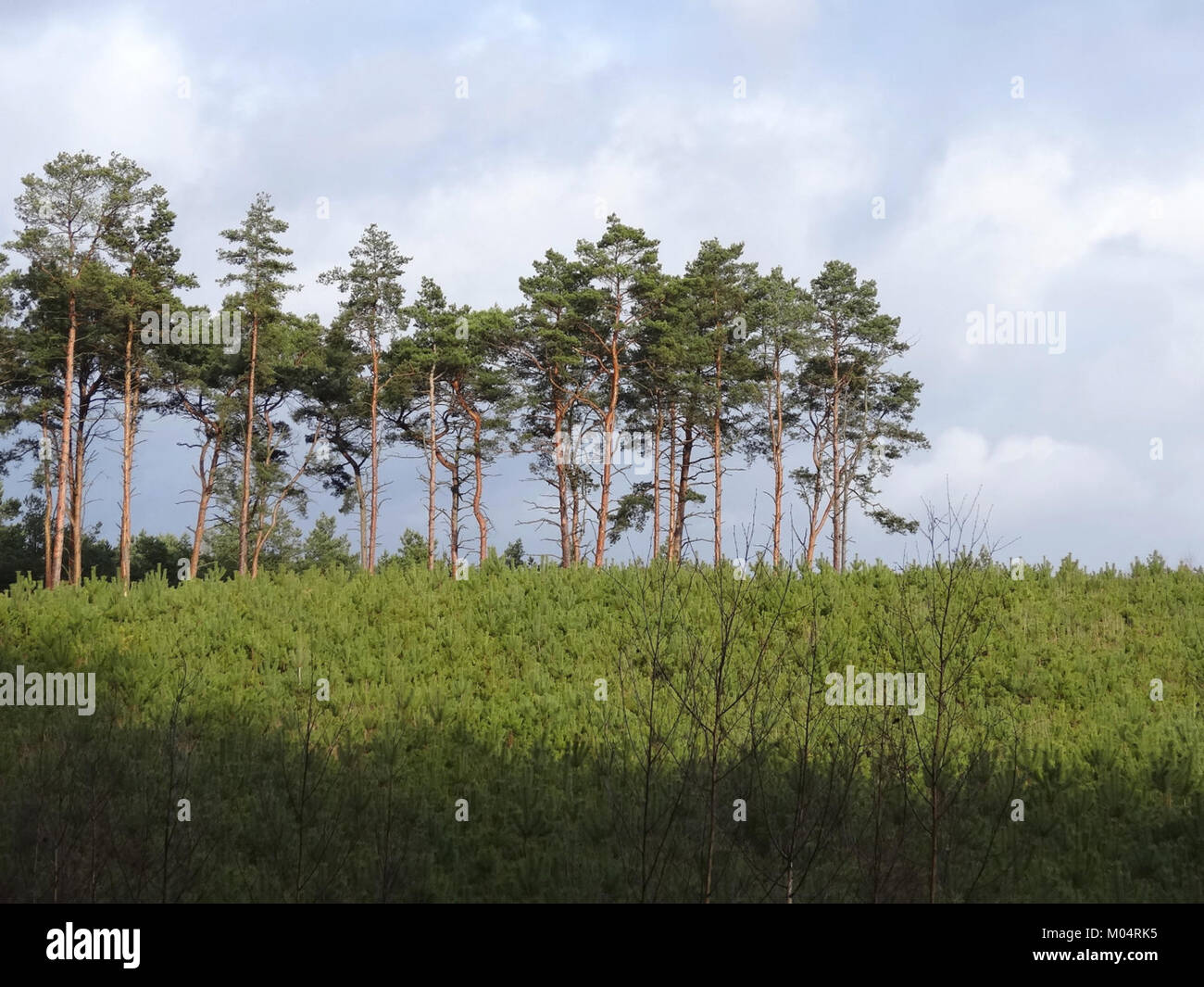 A photograph capturing the serene landscape of Bydgoszcz Forest ...