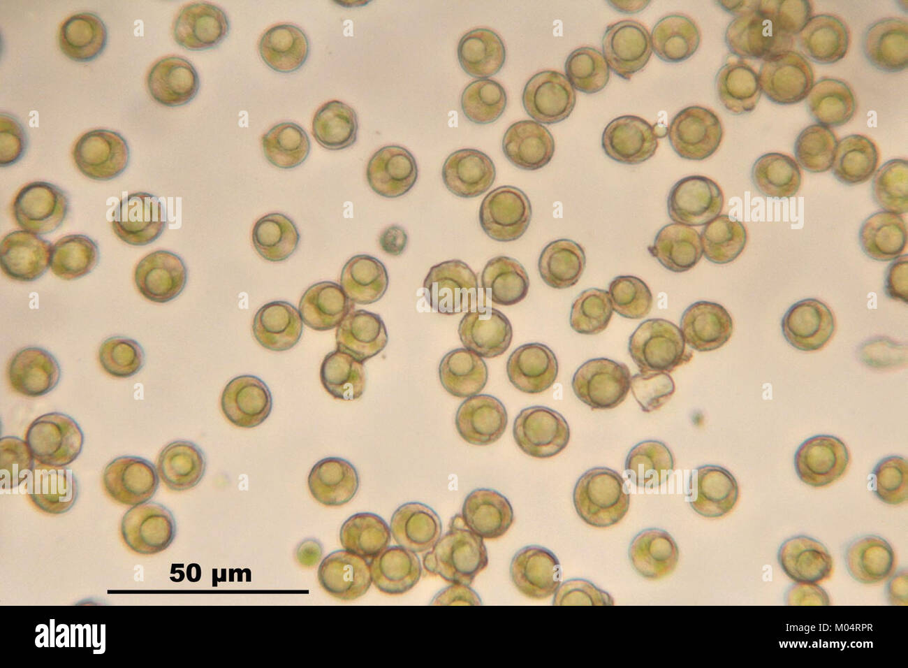 Bryum argenteum is a moss species belonging to the Bryaceae family. It ...