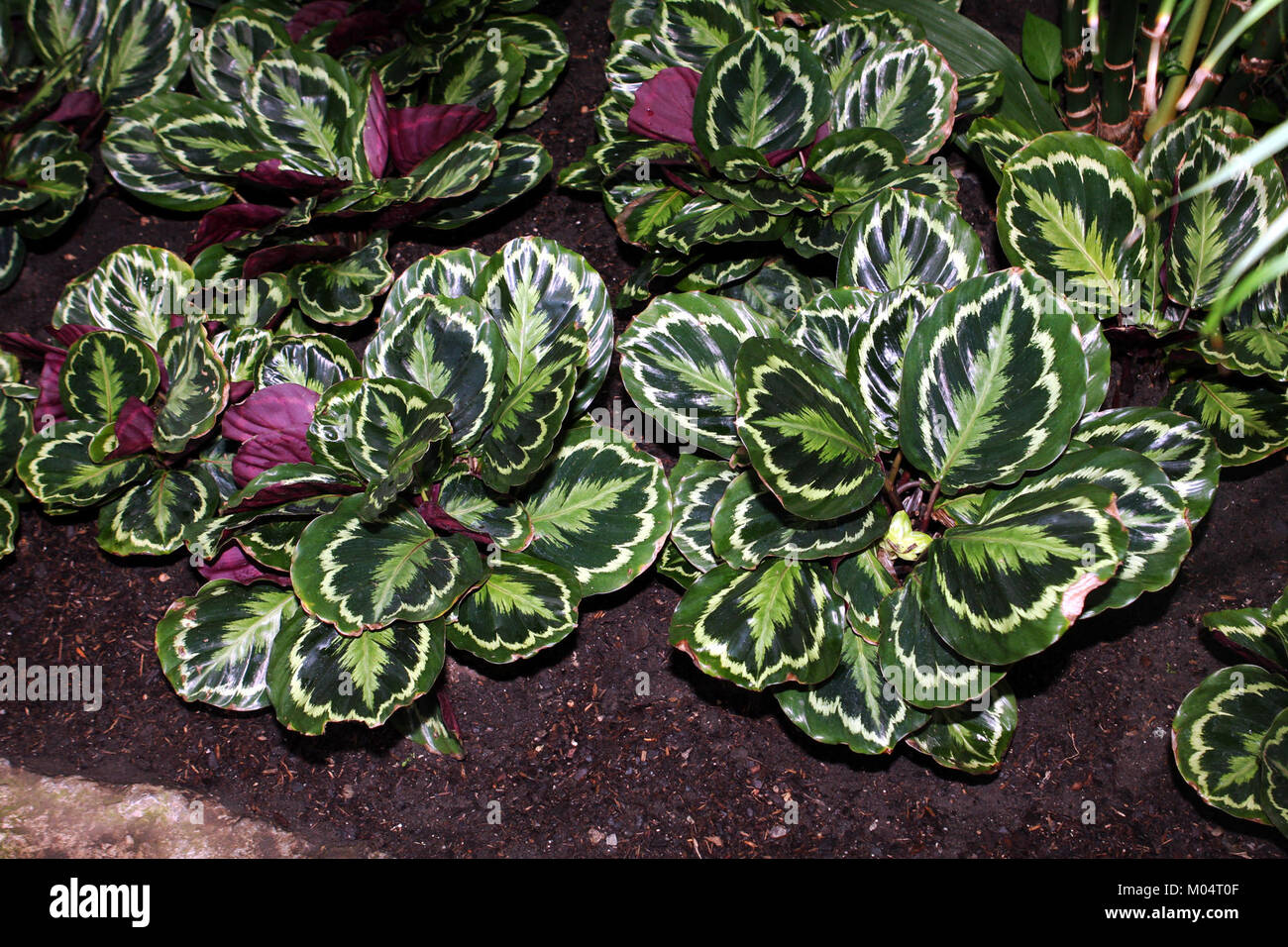 Calathea roseopicta, also known as the rose-painted calathea, is a ...