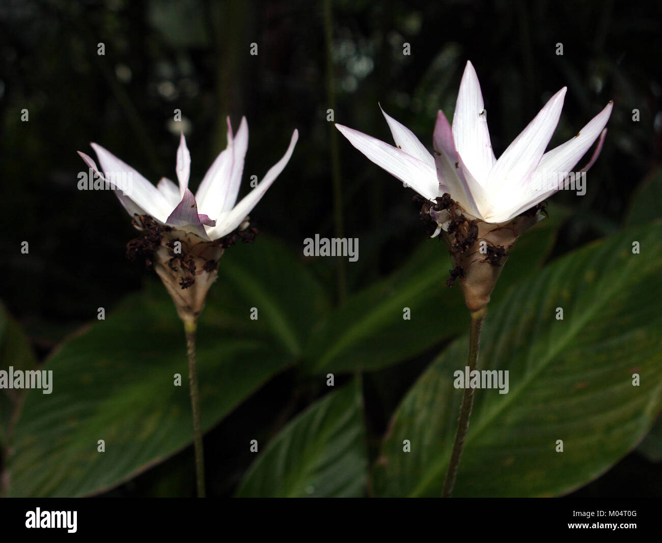 Calathea loeseneri is a species of flowering plant in the family ...