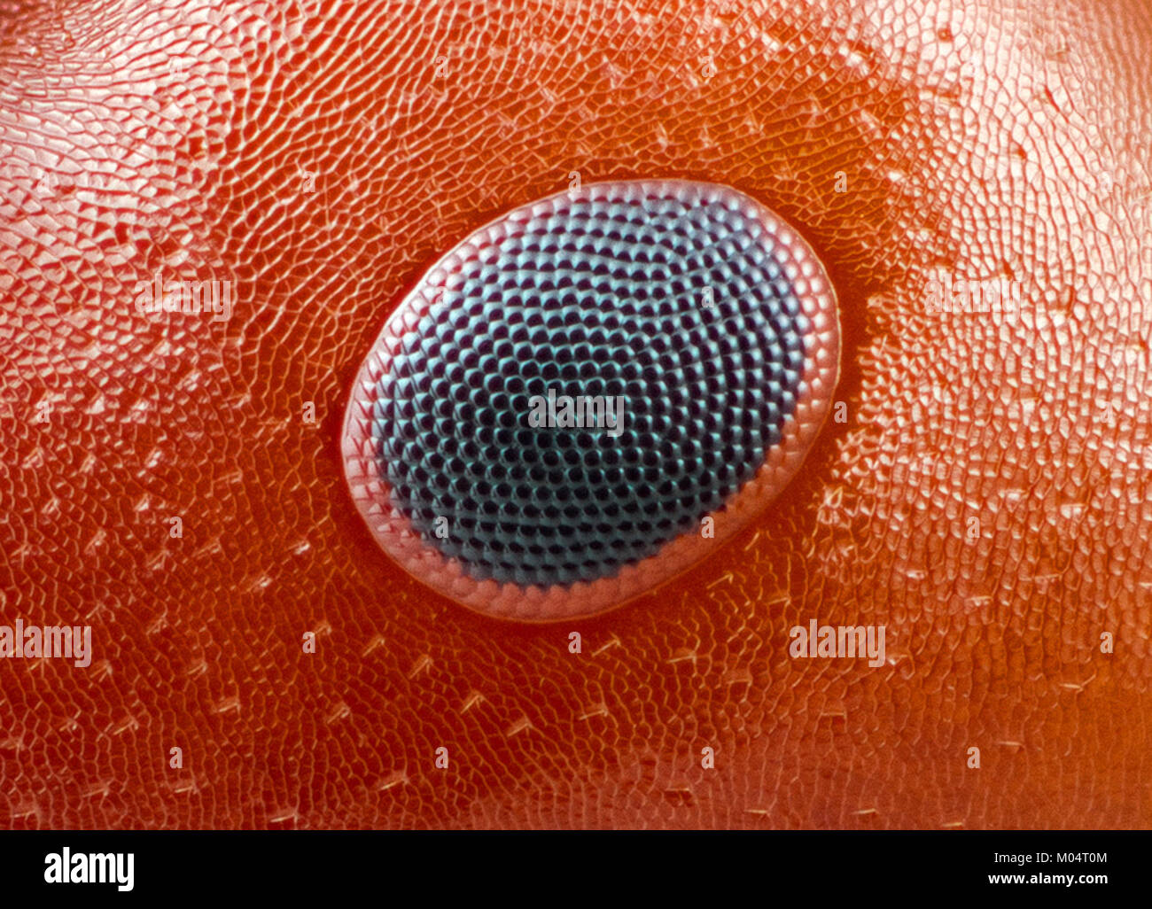 Camponotus sayi is a species of carpenter ant, identified through its ...