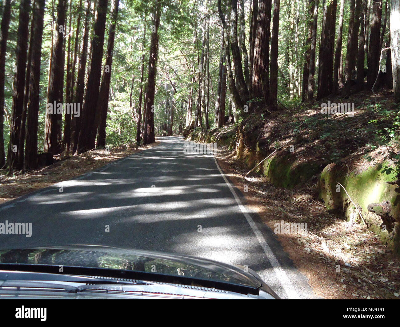 Redwood tree height hi-res stock photography and images - Alamy