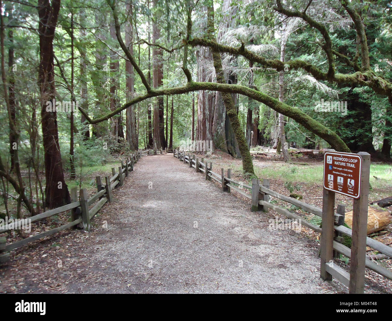 Redwood trees illustration hi-res stock photography and images - Alamy