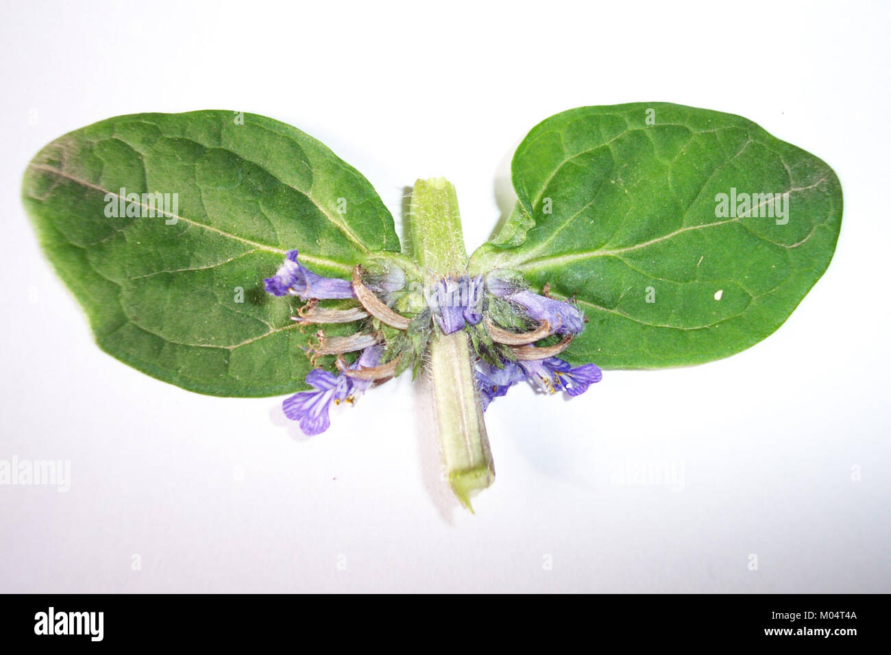 This image features Bugles, a popular snack food, known for its crunchy ...