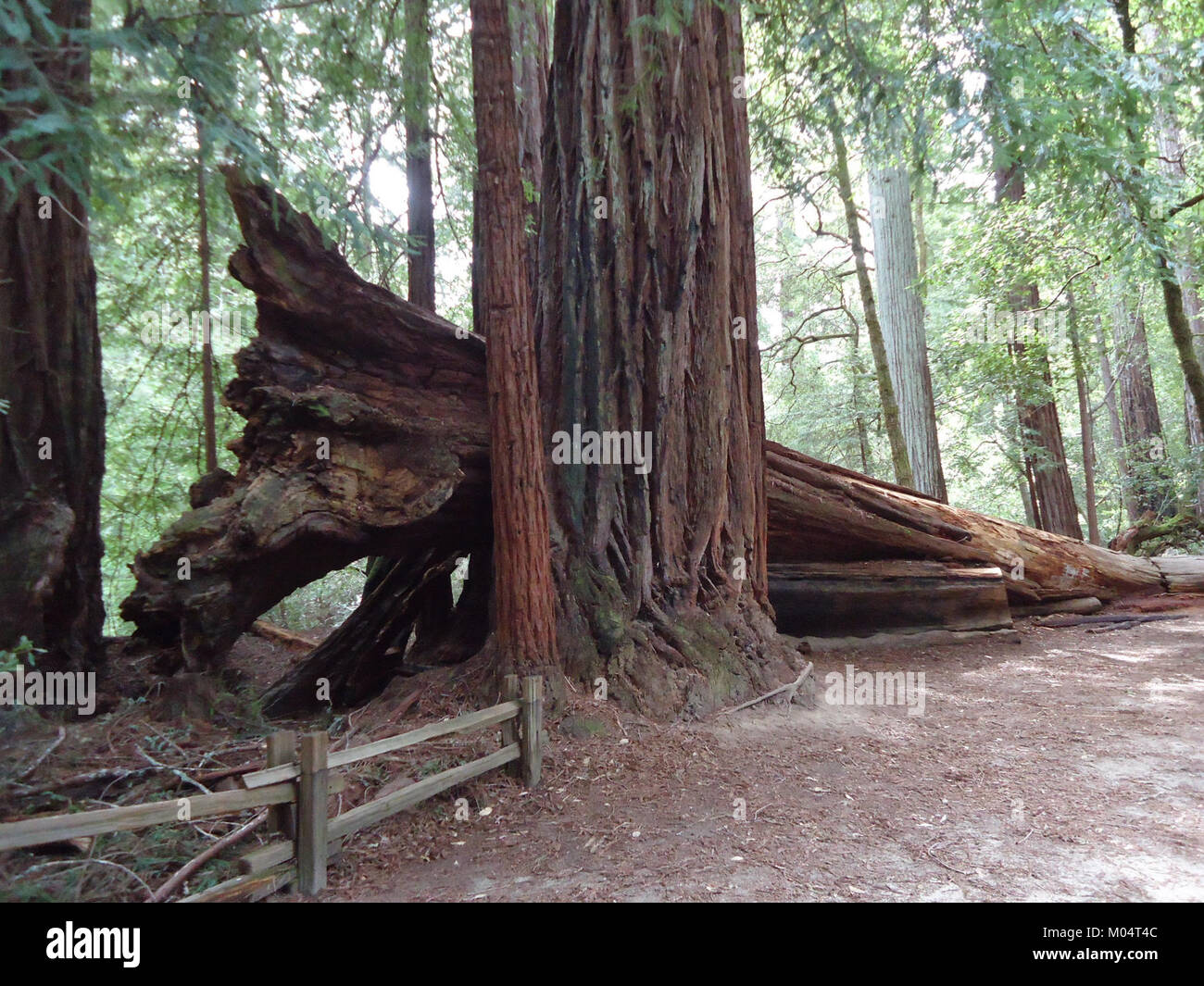 California's redwood trees, known for their immense size, are not ...