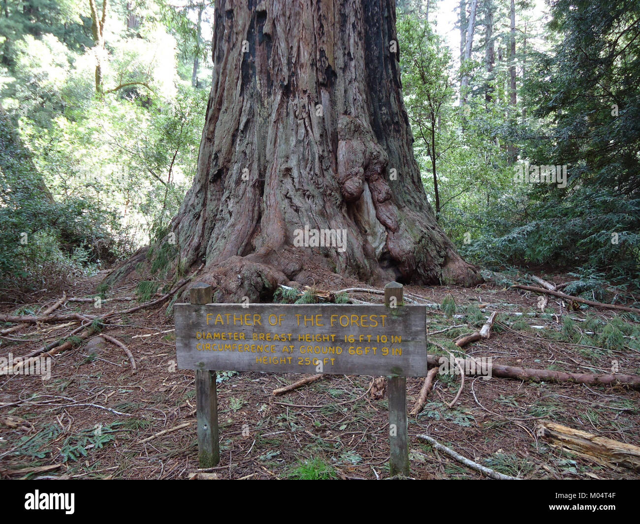The Father of the Forest is a giant redwood tree located in California ...