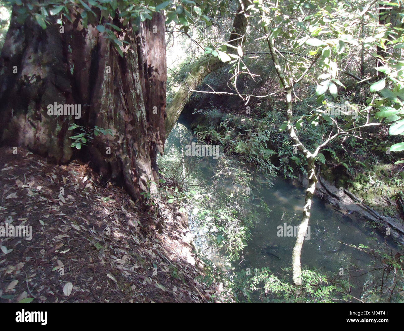 This image shows California redwood trees near a milky-colored stream ...