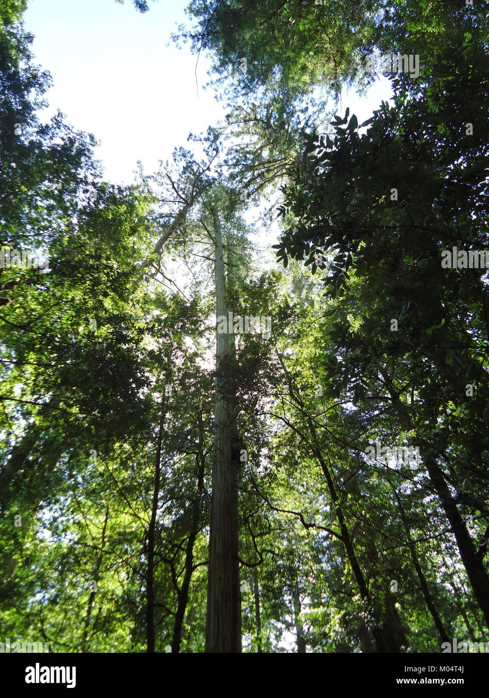 The towering California redwood trees are among the tallest living ...
