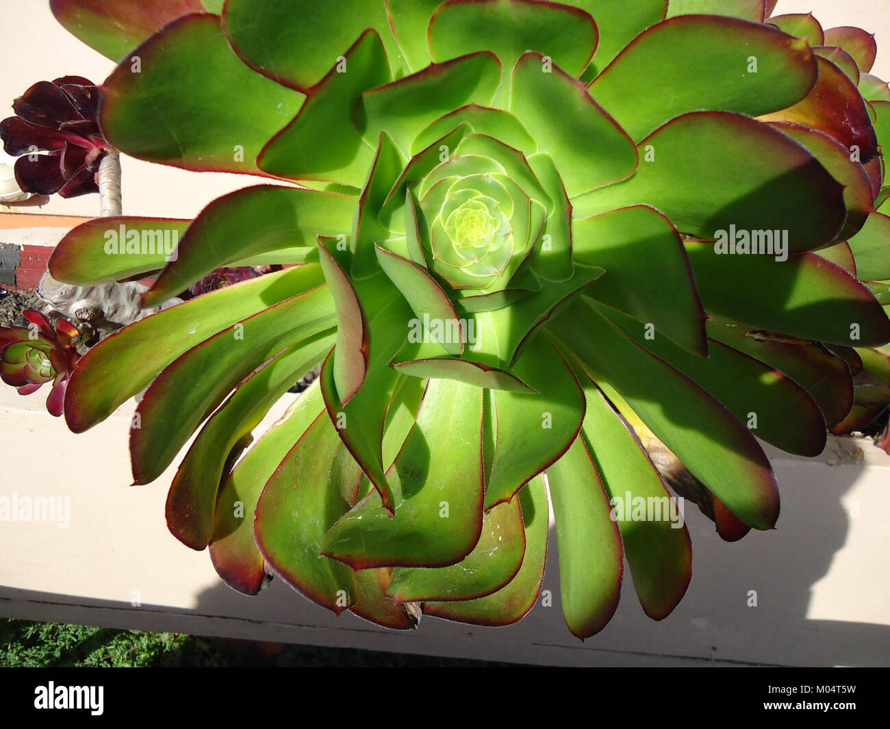 A plant located near a restaurant by the Pacific Ocean, notable for its ...