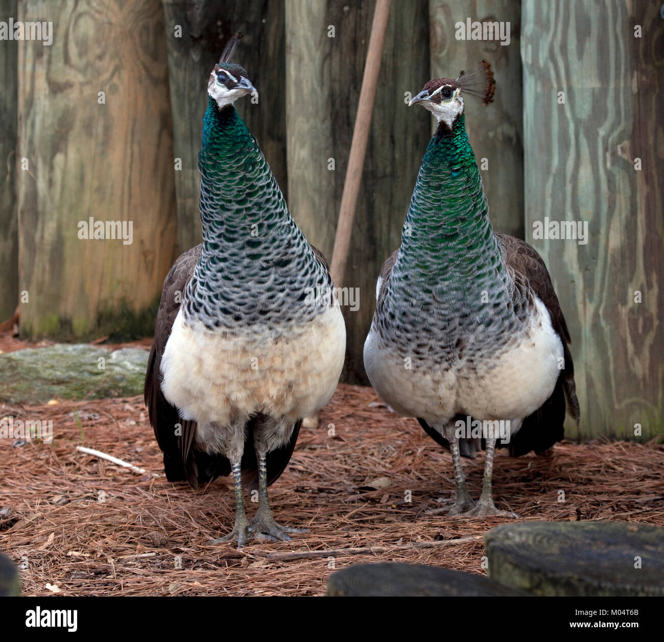 Birds peacocks hi-res stock photography and images - Alamy