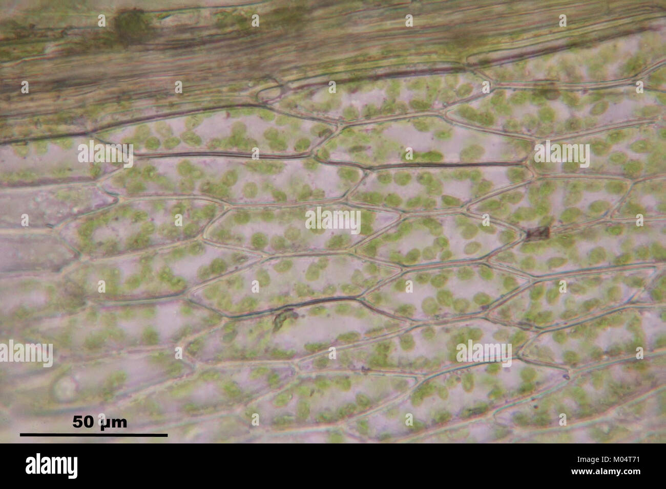 Bryum rubens is a species of moss found in various ecosystems. This ...