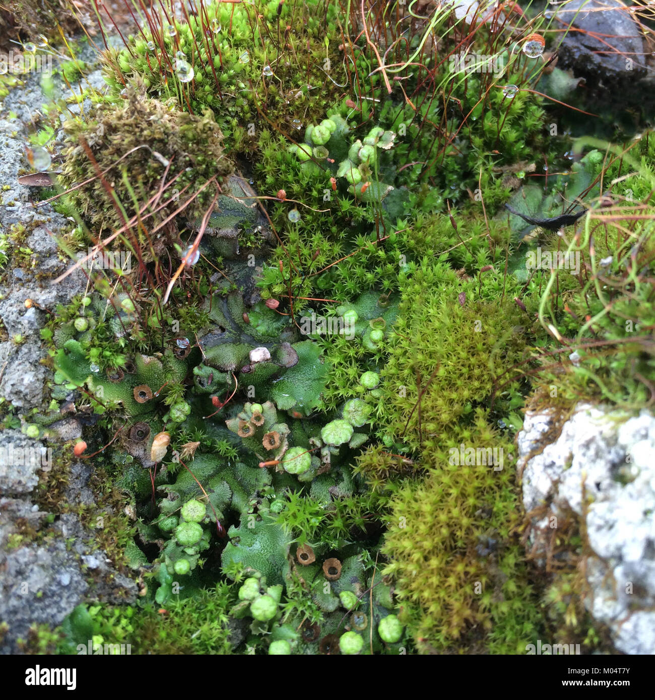 Non vascular terrestrial plants hi-res stock photography and images - Alamy