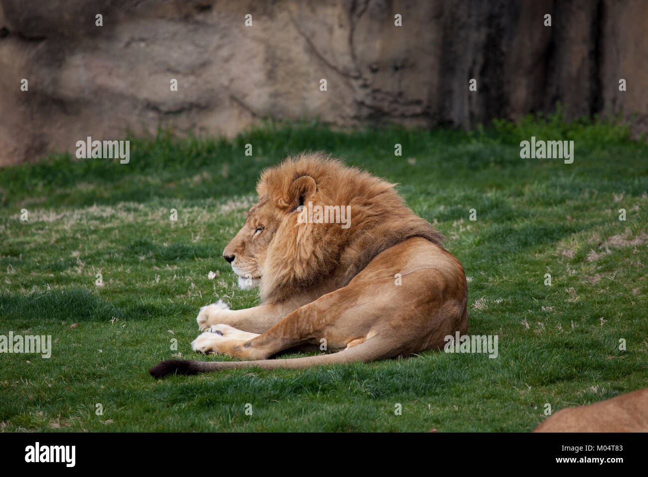 Male Lion at Rest Stock Photo - Alamy