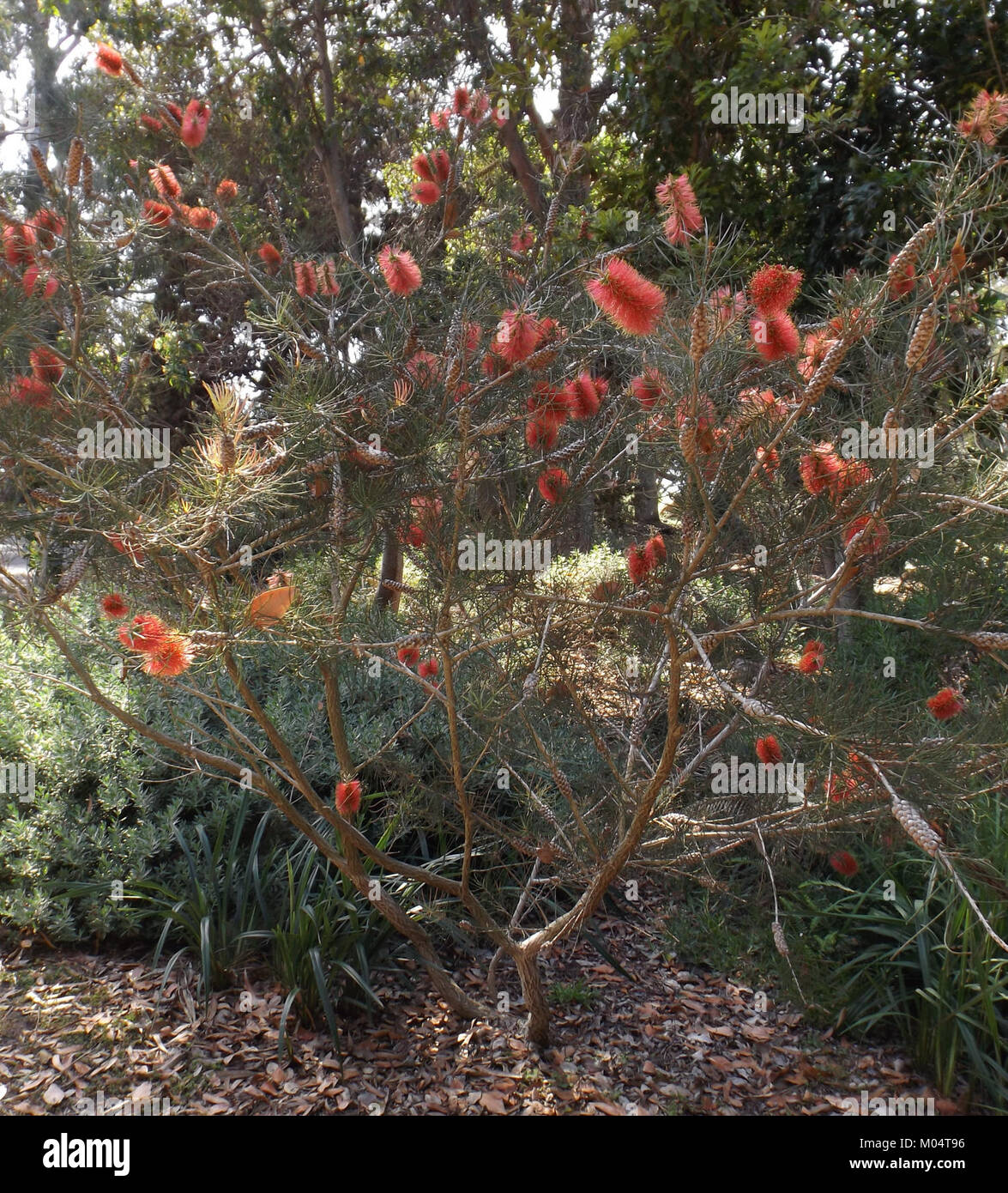 Callistemon pinifolius form Stock Photo - Alamy