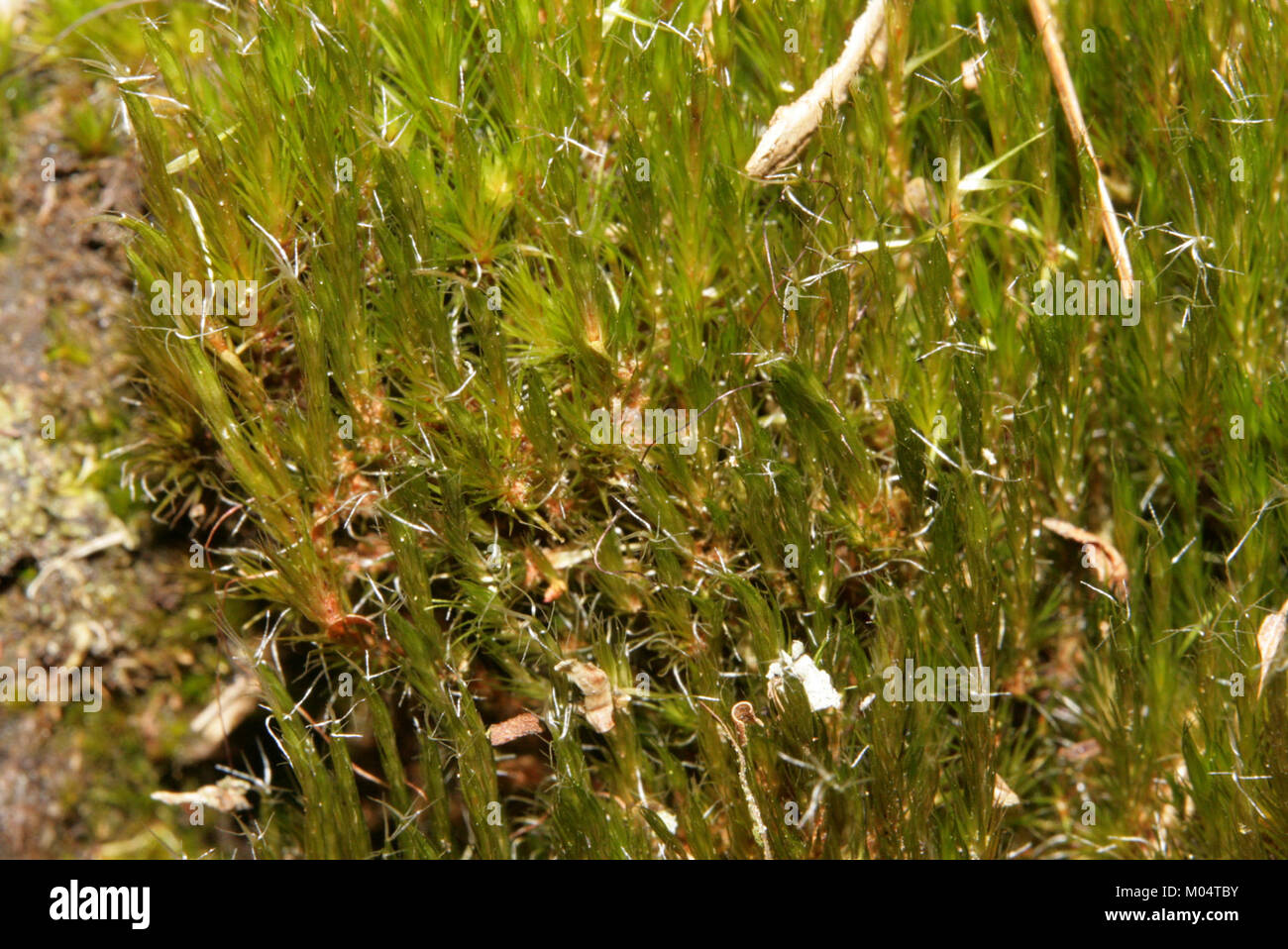 Campylopus introflexus, a species of moss known for its wide ...